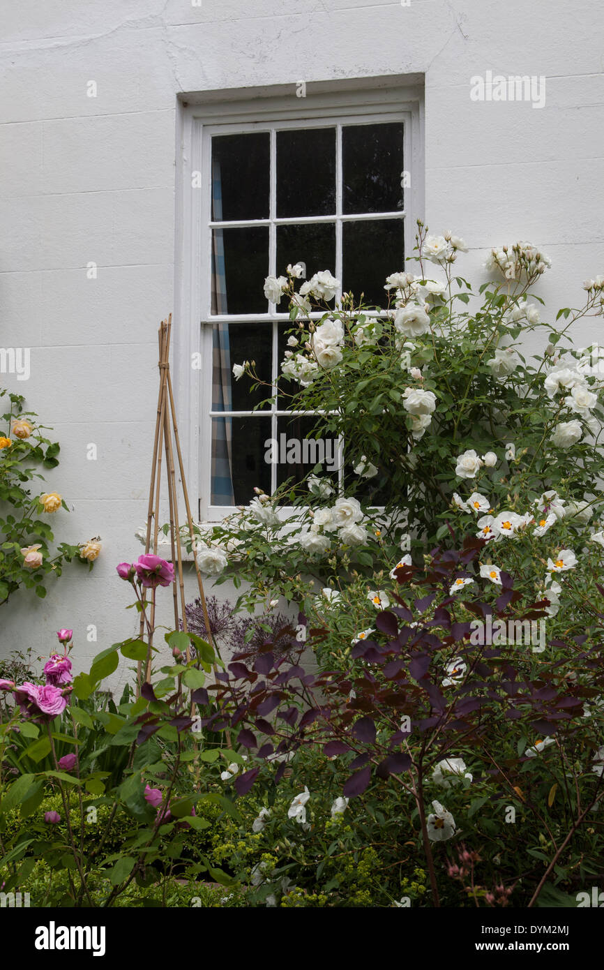 cottage with roses Stock Photo - Alamy