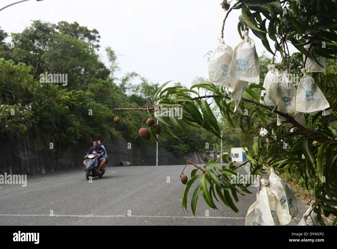 Mango from taiwan hi-res stock photography and images - Alamy