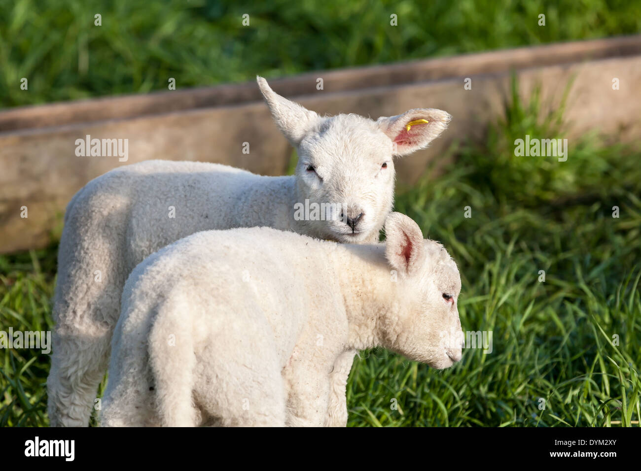 Two lamb hi-res stock photography and images - Alamy