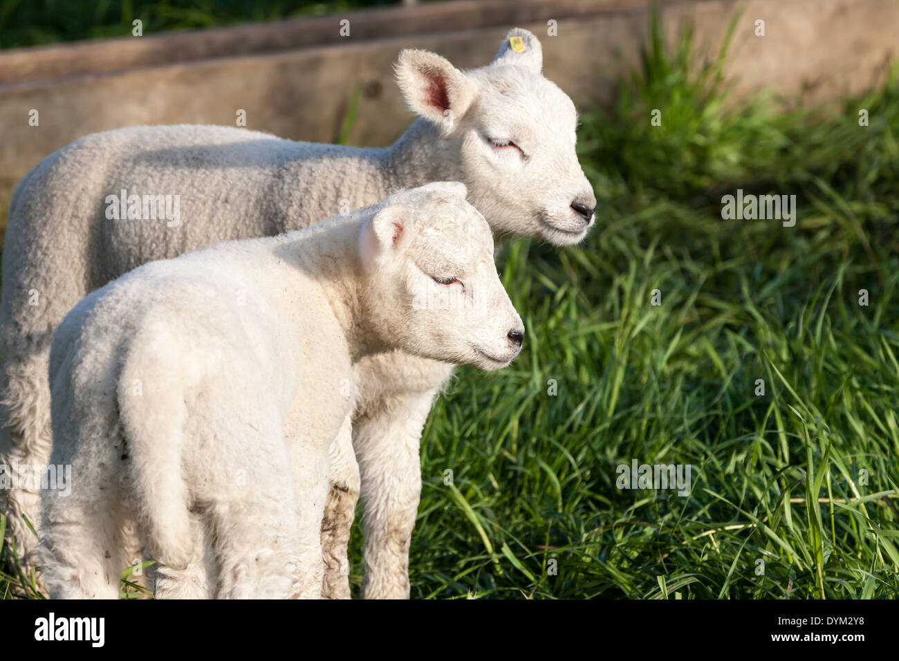 Two lamb stay and looking around near a wooden cratch Stock Photo - Alamy