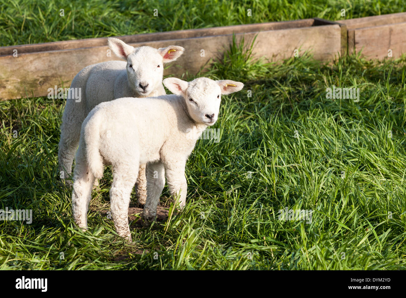 Two lamb stay and looking around near a wooden cratch Stock Photo - Alamy