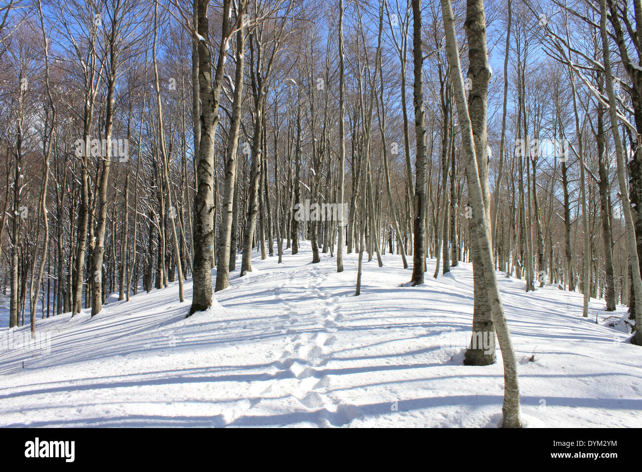 Inside the forest hi-res stock photography and images - Alamy