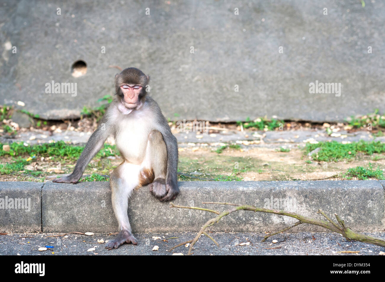 Injured macaque hi-res stock photography and images - Alamy