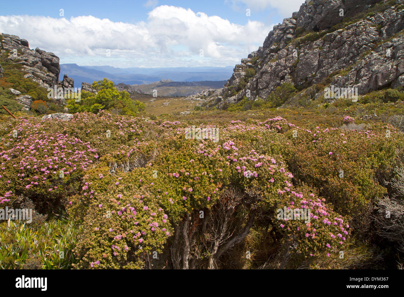 Summit plateau on Mt Roland Stock Photo - Alamy