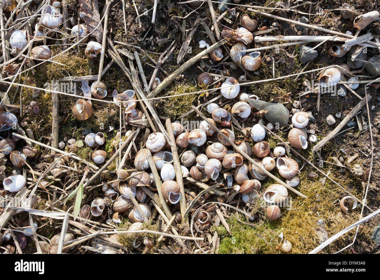 Snail shells hi-res stock photography and images - Alamy