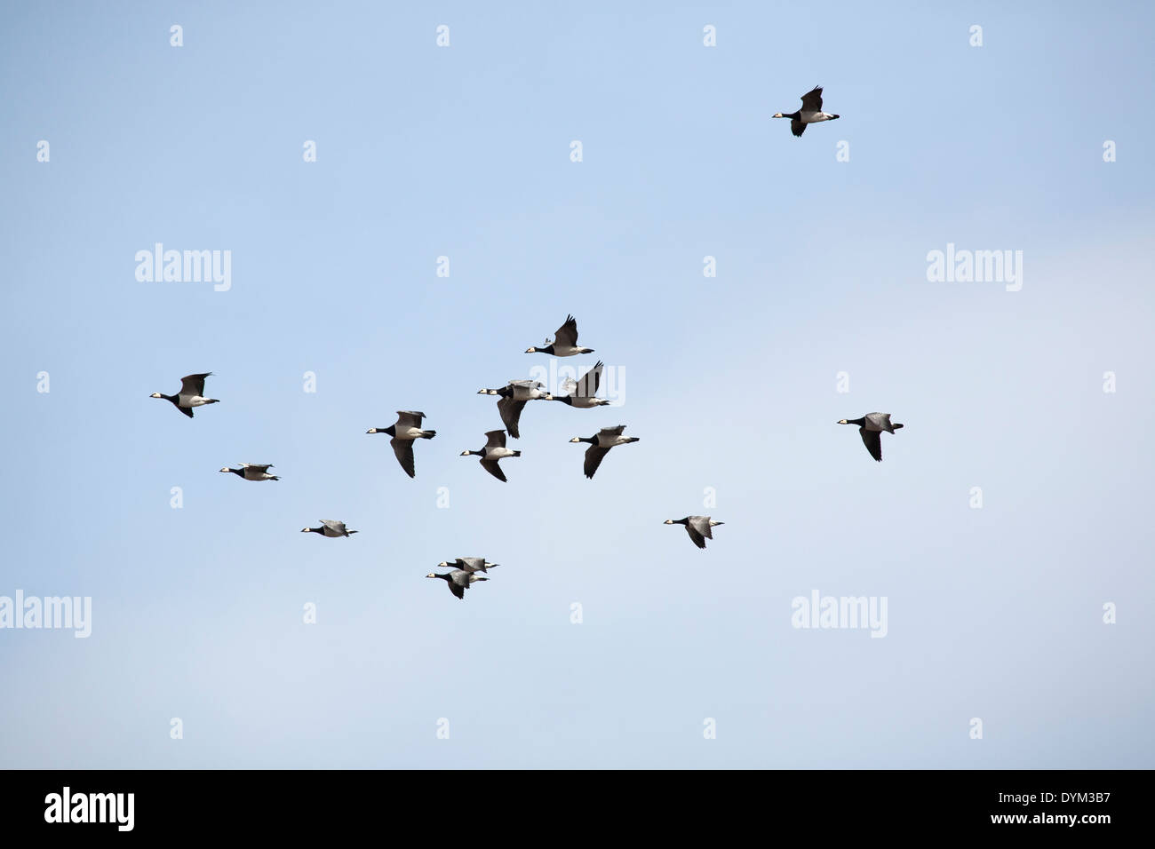 Branta leucopsis, Barnacle geese migration flock, Finland Stock Photo ...