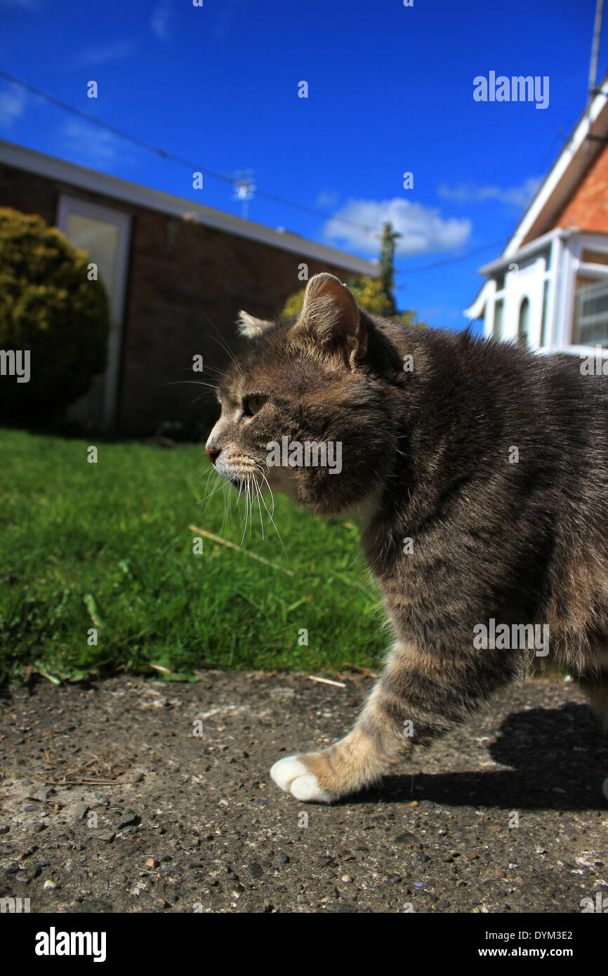Tabby cat walking hi-res stock photography and images - Alamy