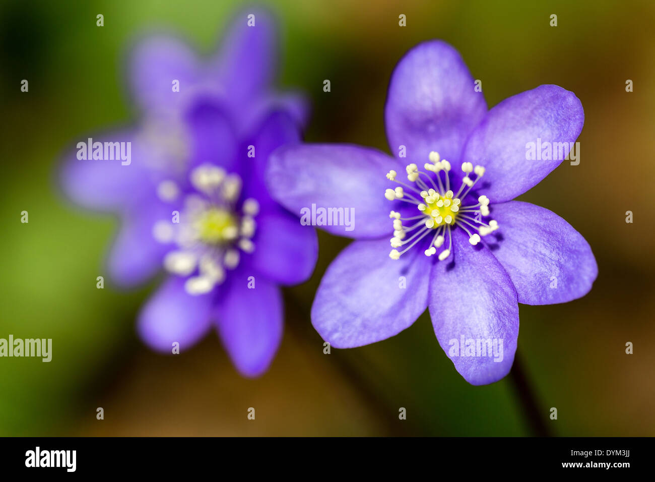 Hepatica hi-res stock photography and images - Alamy