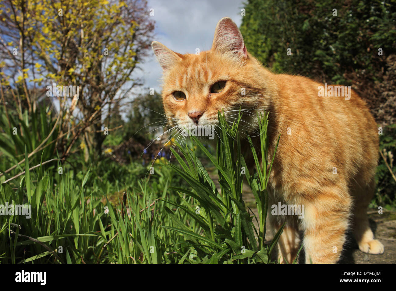 Cat hunting garden hi-res stock photography and images - Alamy