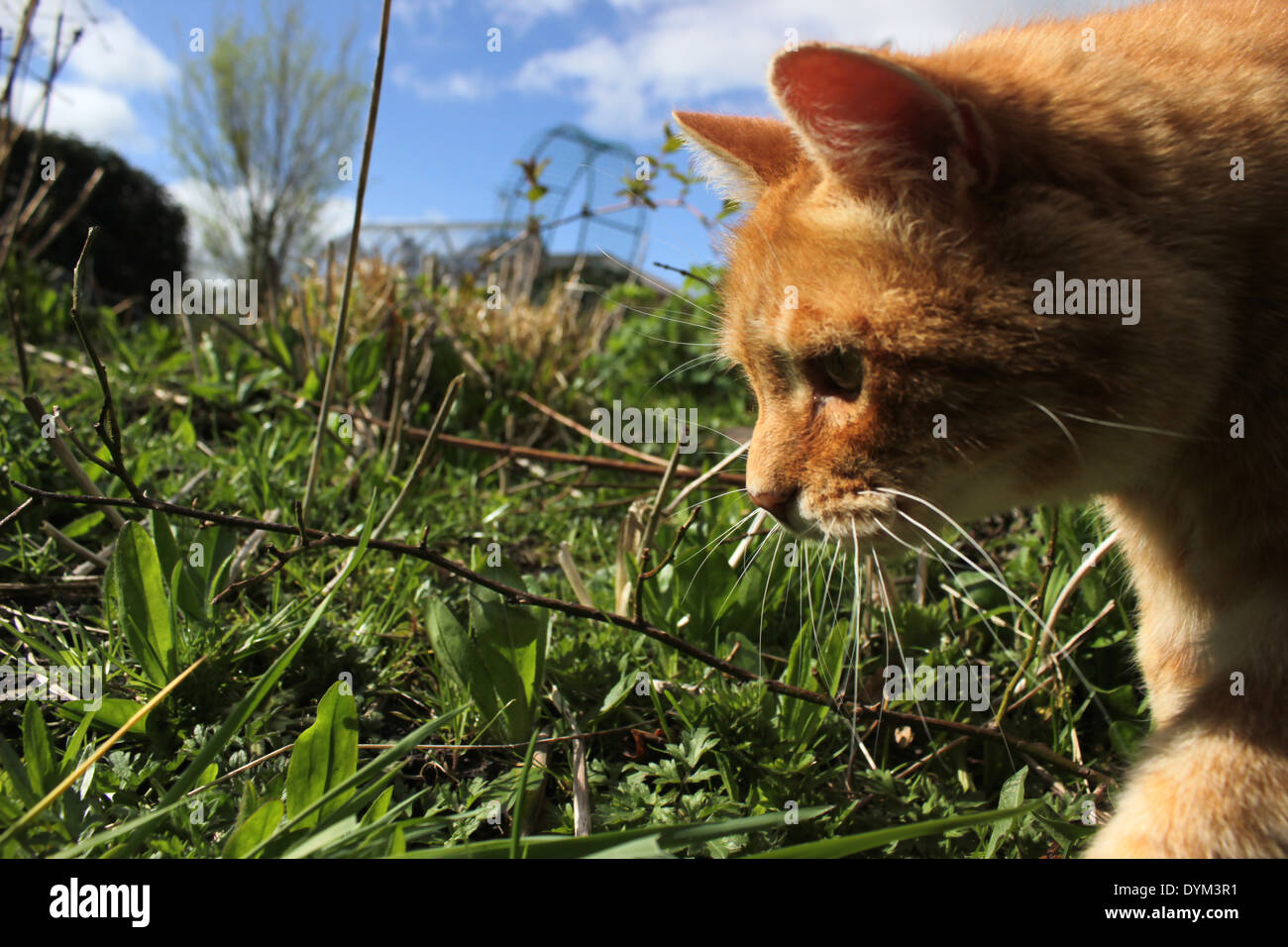 Ginger cat hunting in garden Stock Photo - Alamy
