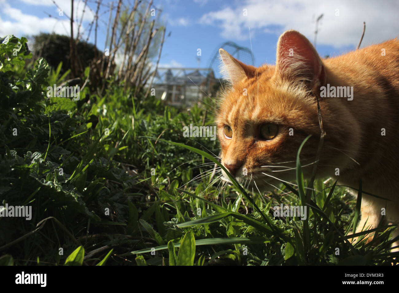 Cat hunting garden hi-res stock photography and images - Alamy