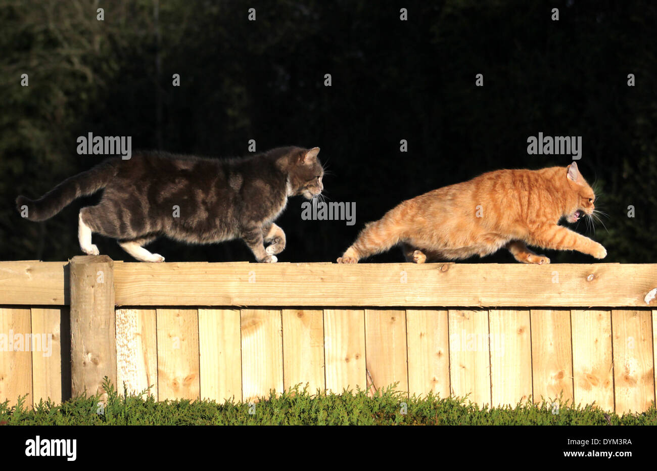 Ginger cat aggressive hi-res stock photography and images - Alamy