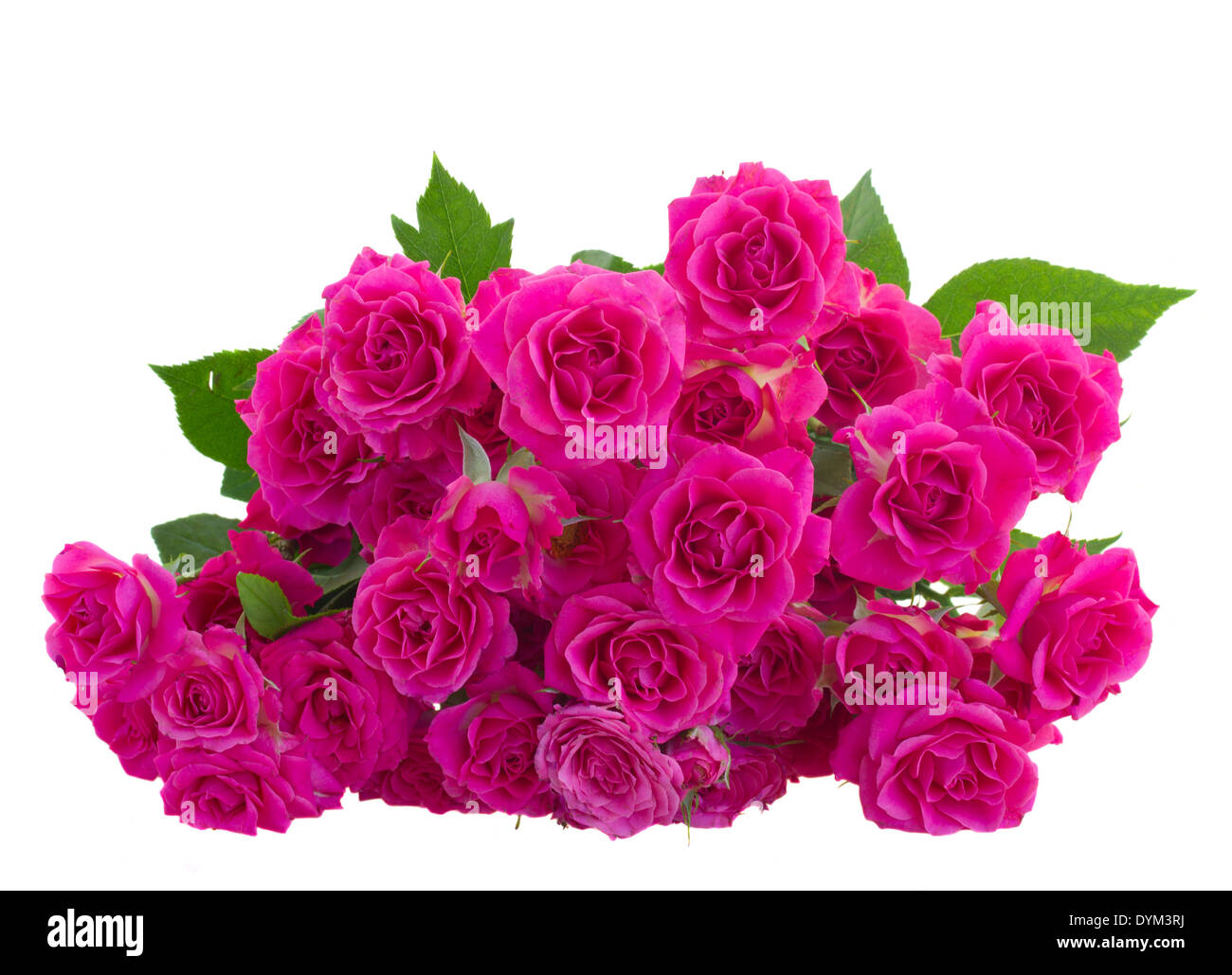 pile of pink roses close up Stock Photo - Alamy