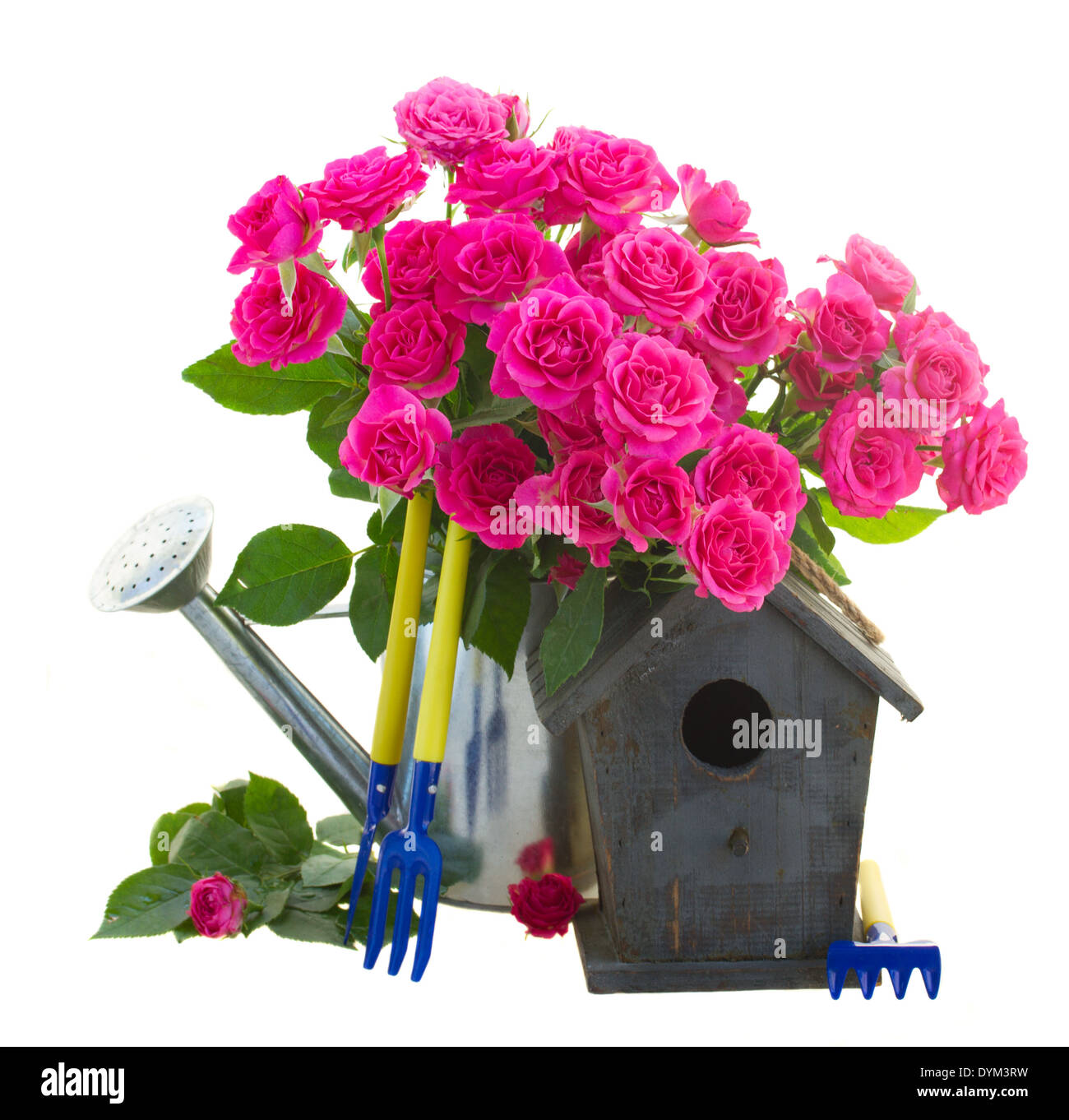 pink roses with bird cage Stock Photo - Alamy