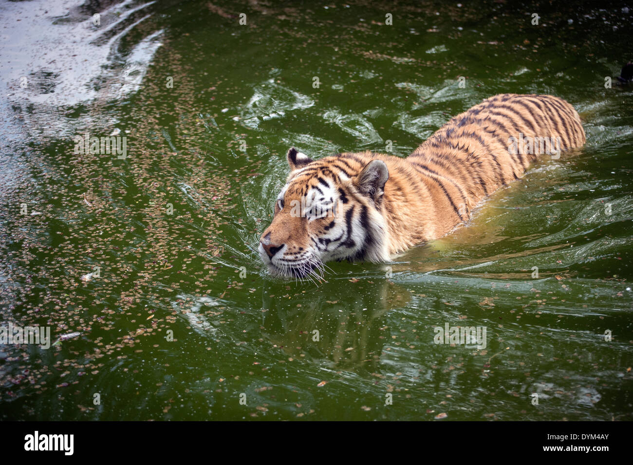 Female Amur (Siberian) tiger taking a dip in a pool Stock Photo - Alamy