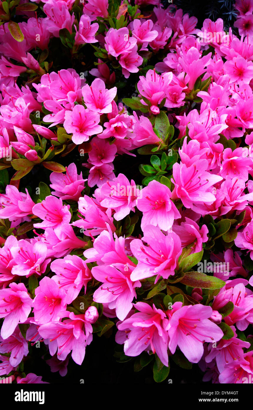 Japanese azaleas hi-res stock photography and images - Alamy