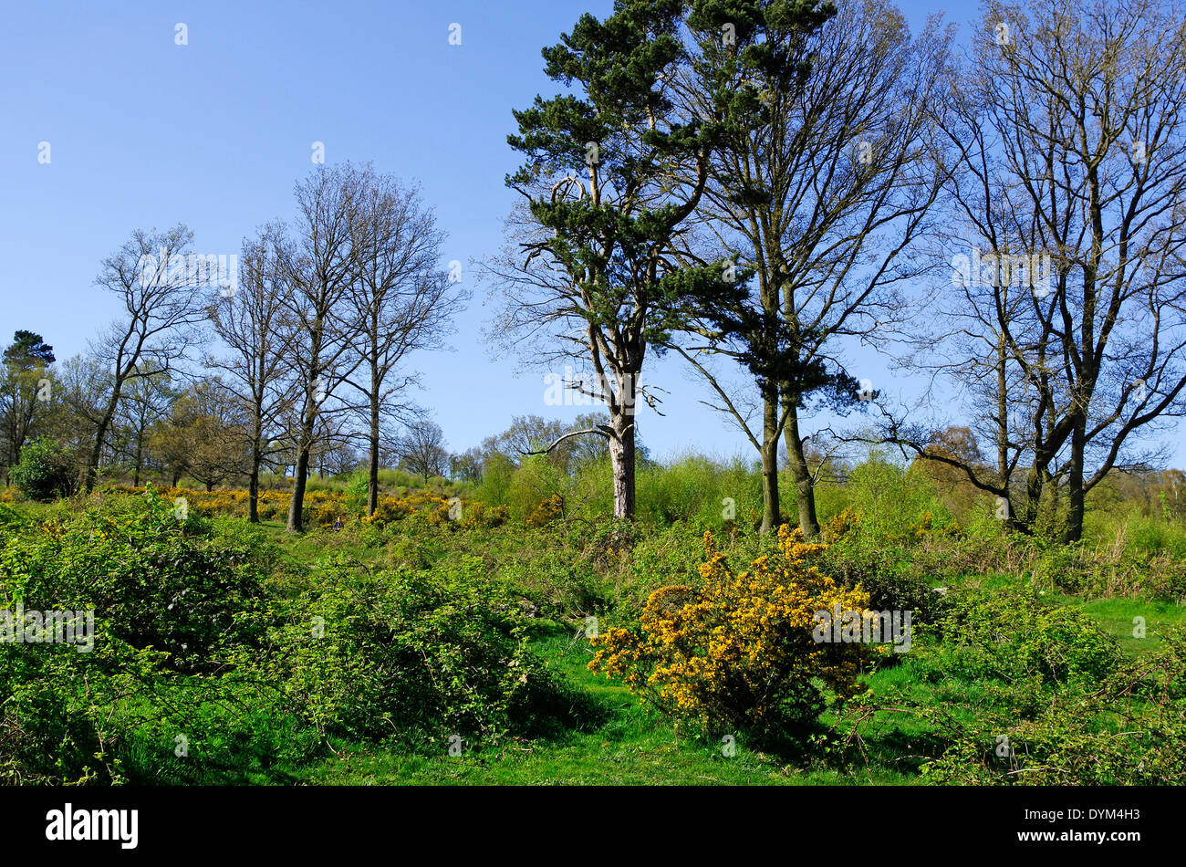 Kinver Edge, Staffordshire, England, UK Stock Photo - Alamy
