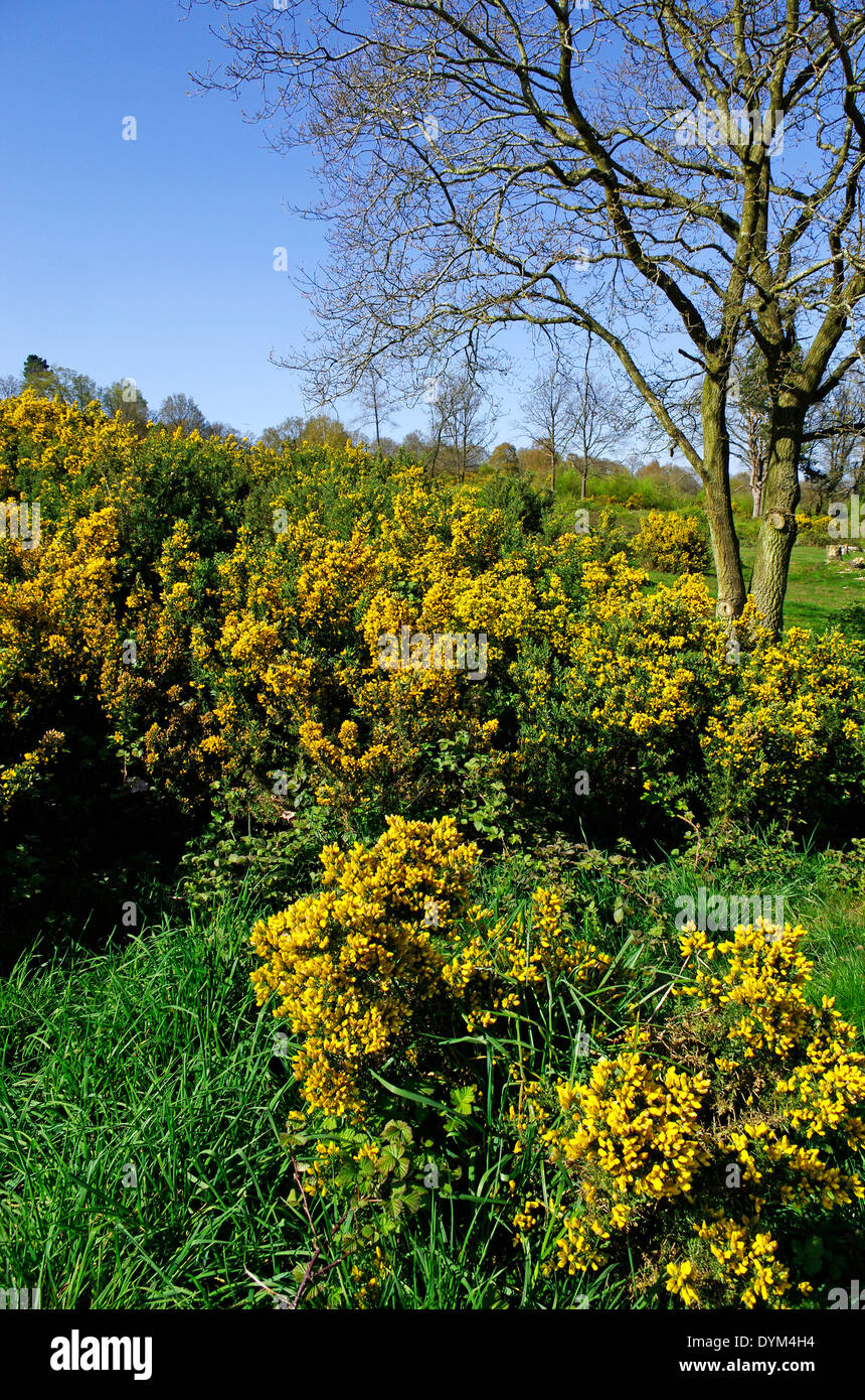 Kinver spring hi-res stock photography and images - Alamy