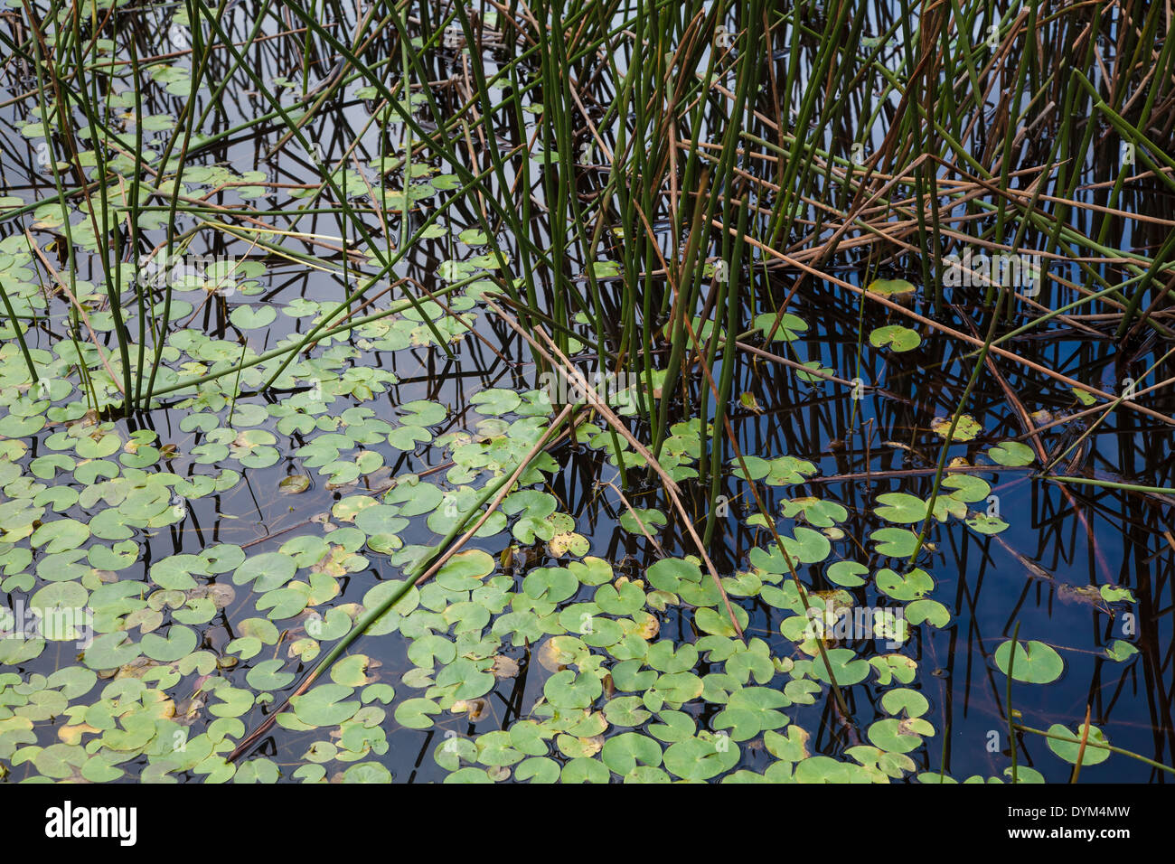 A pond in Southern England with reeds and lillies Stock Photo - Alamy