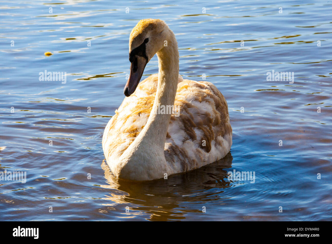Juvenile swan beak hi-res stock photography and images - Alamy