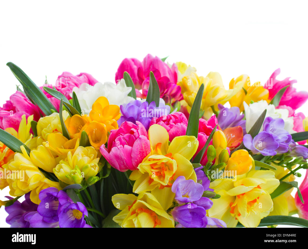freesia and daffodil flowers border Stock Photo - Alamy