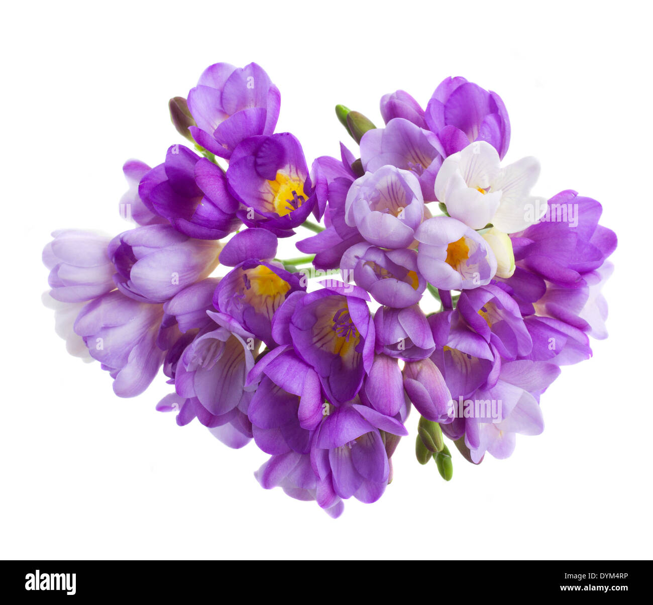 violet freesias flowers posy Stock Photo - Alamy