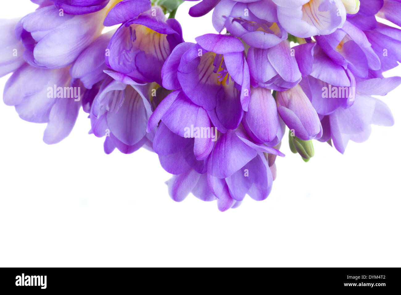 blue freesias flowers border Stock Photo - Alamy