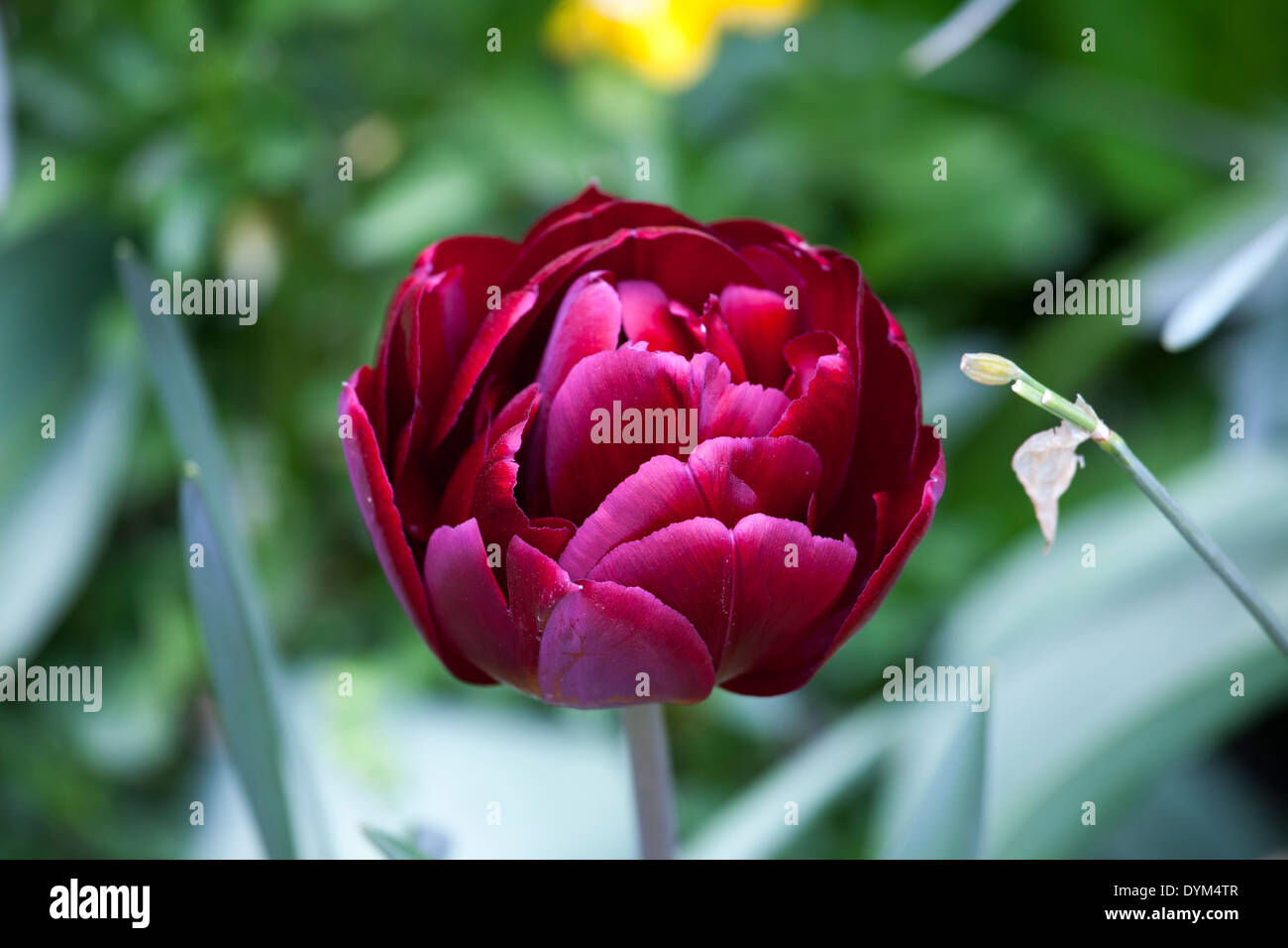 Double you tulip hi-res stock photography and images - Alamy