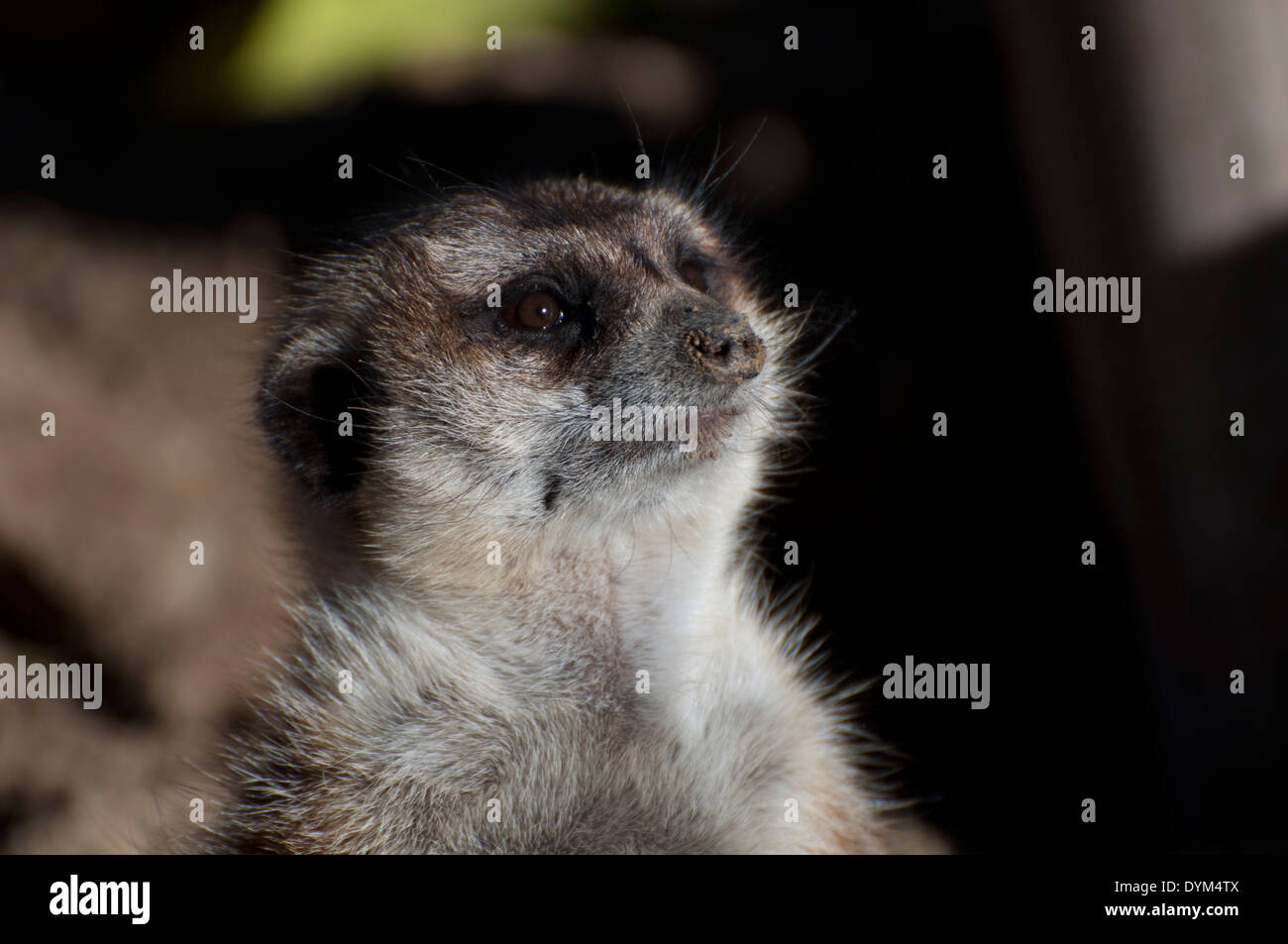 Meercat hi-res stock photography and images - Alamy