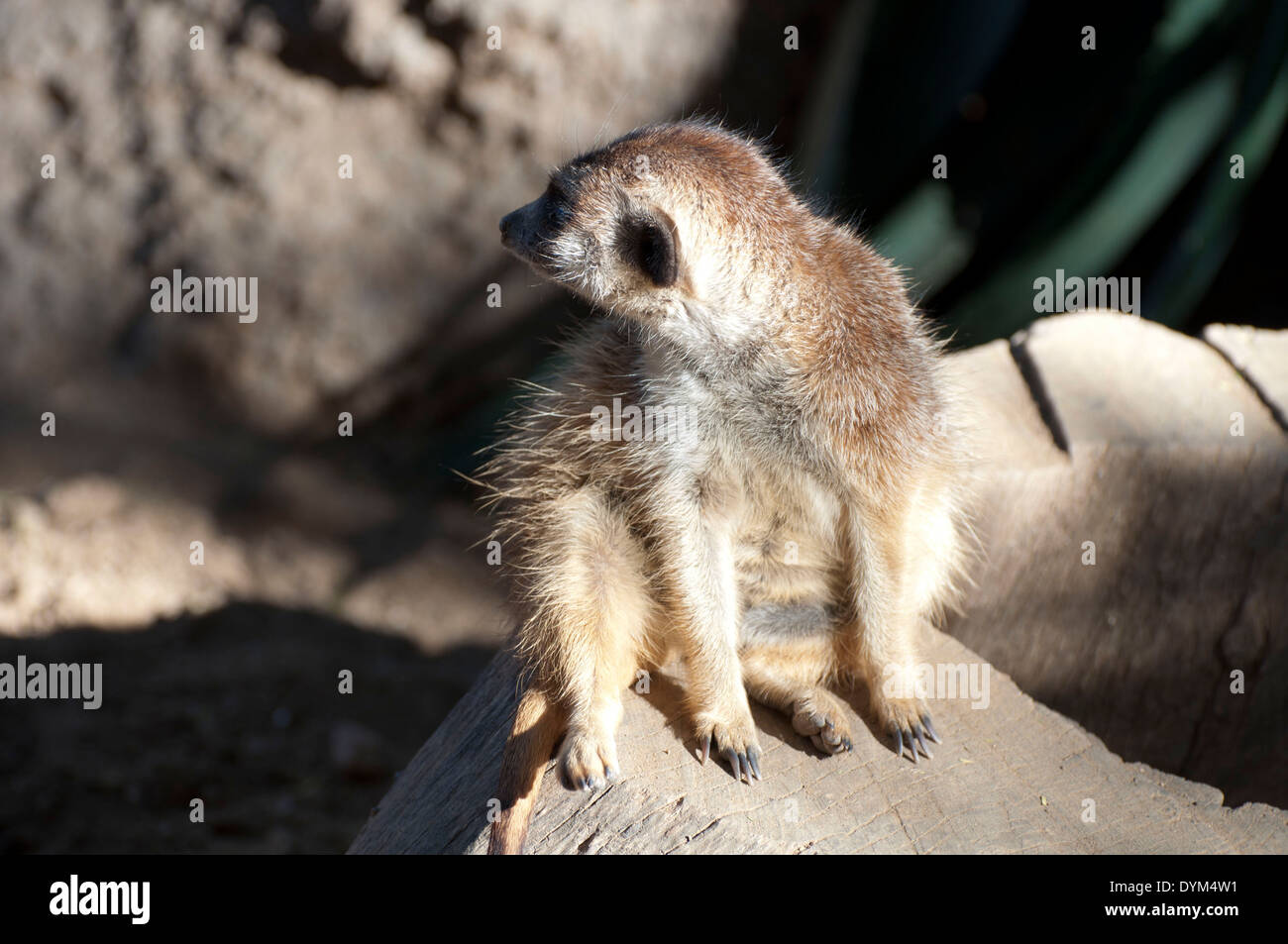 Meercat hi-res stock photography and images - Alamy