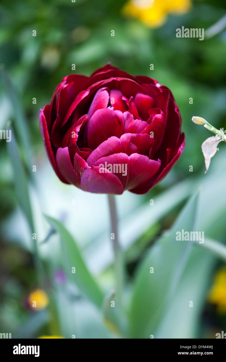 Double red tulip Stock Photo - Alamy