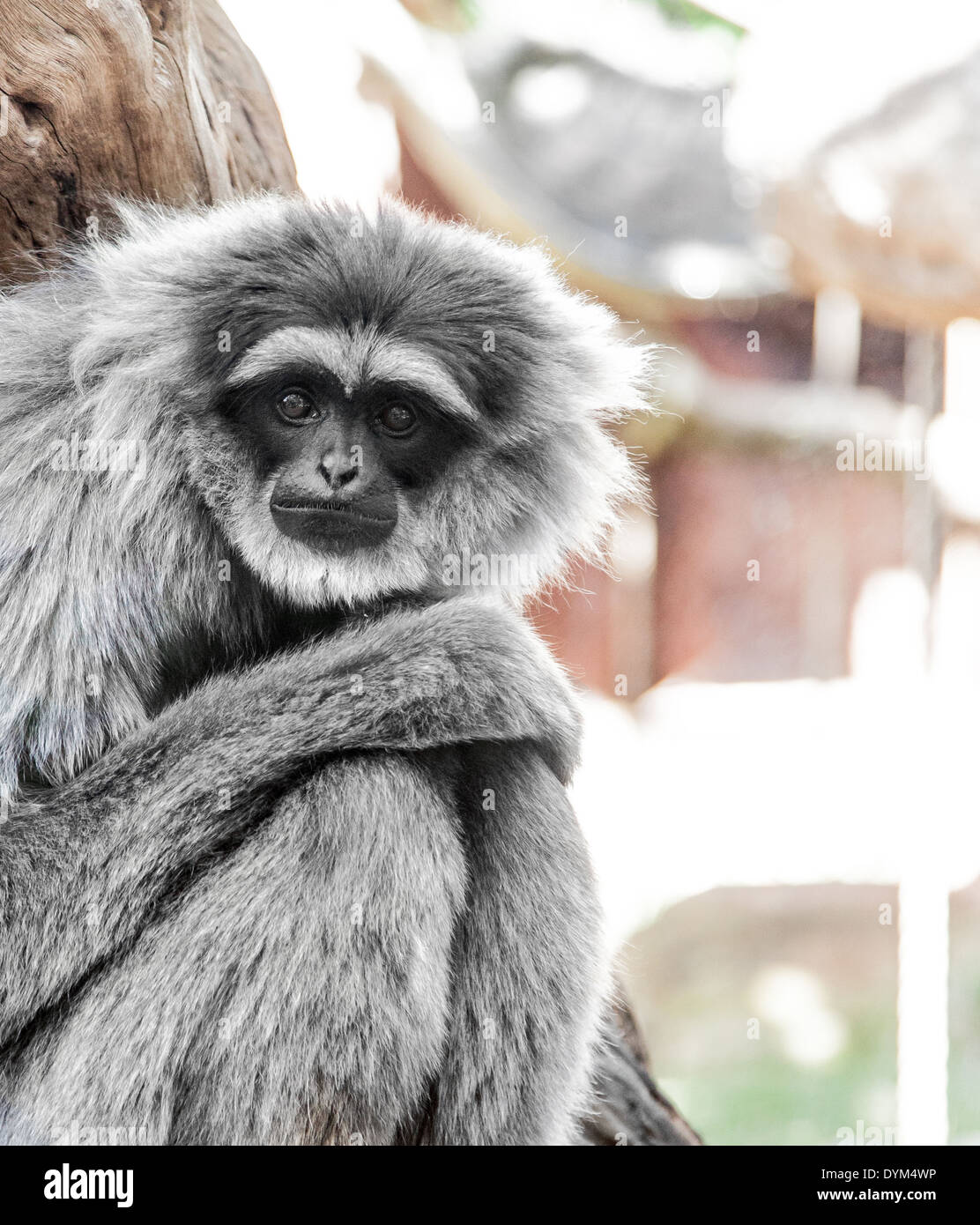 Silvery gibbon hi-res stock photography and images - Alamy