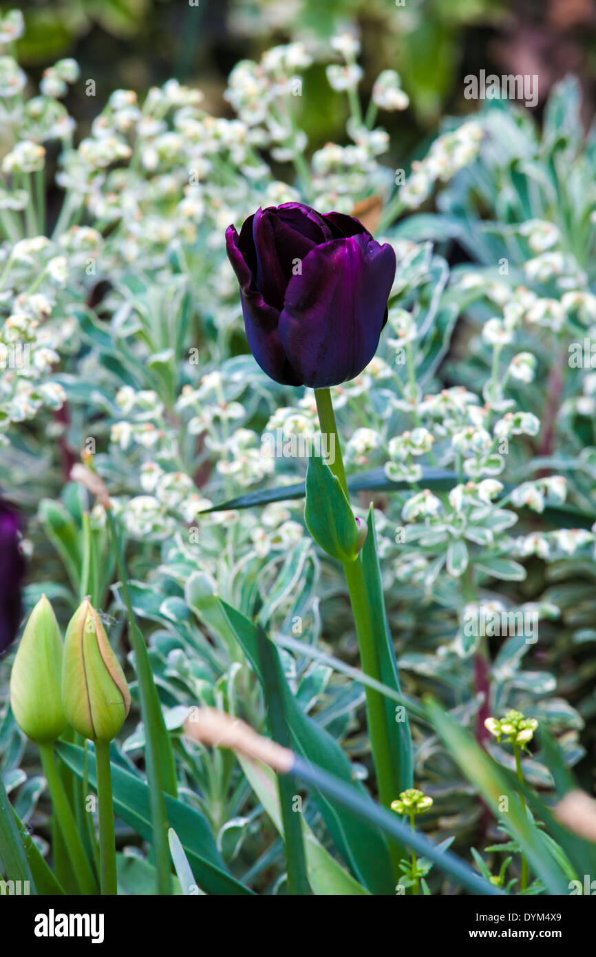 Single purple tulip hi-res stock photography and images - Alamy