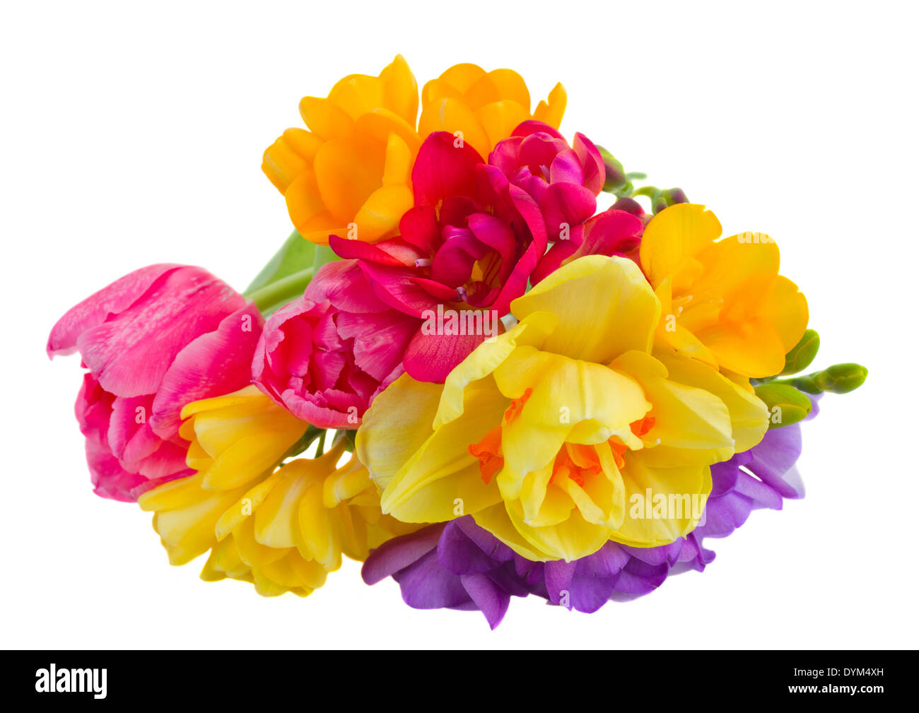 Spring flowers nacissus hi-res stock photography and images - Alamy
