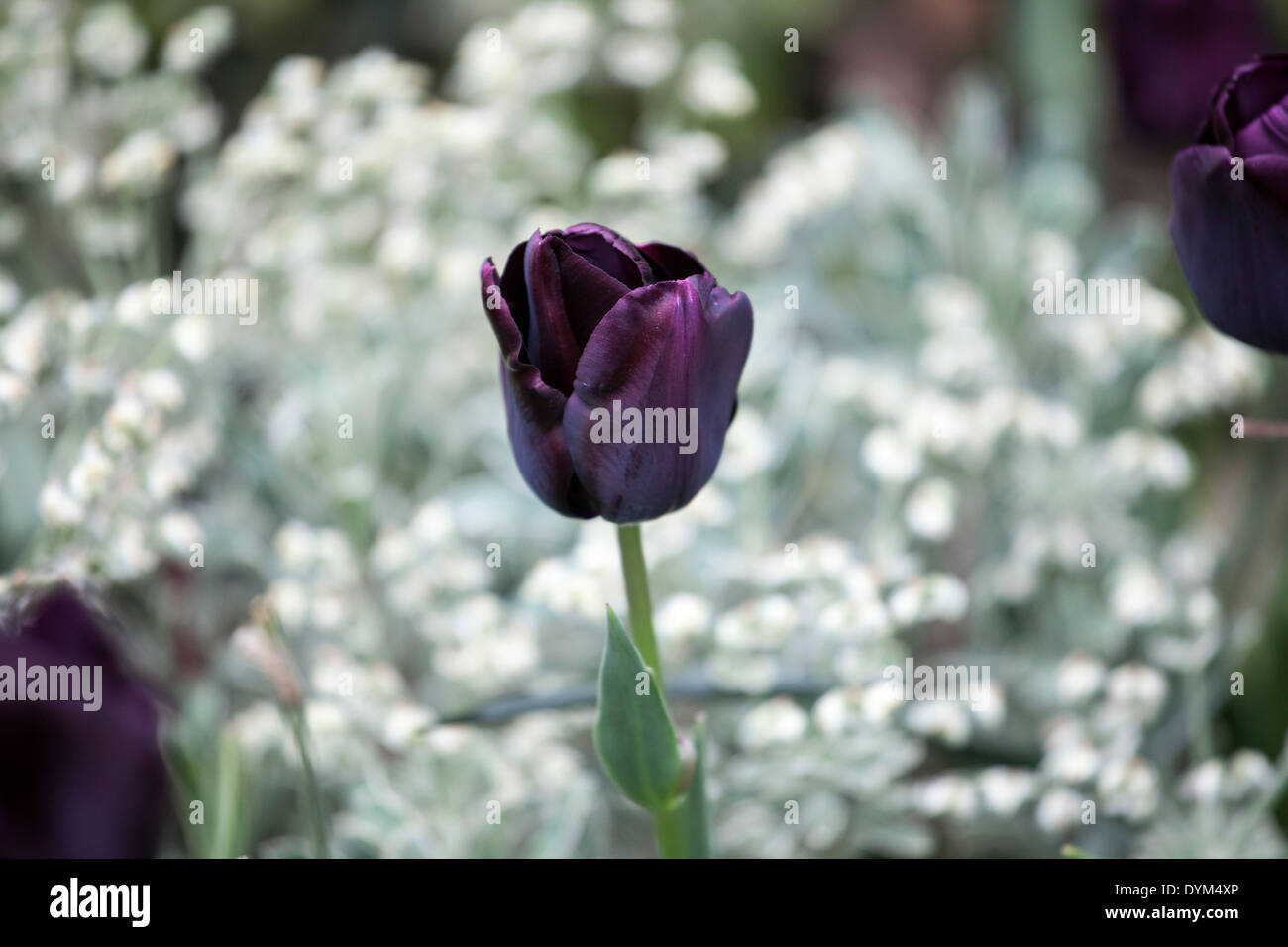 Purple tulip flower hi-res stock photography and images - Alamy