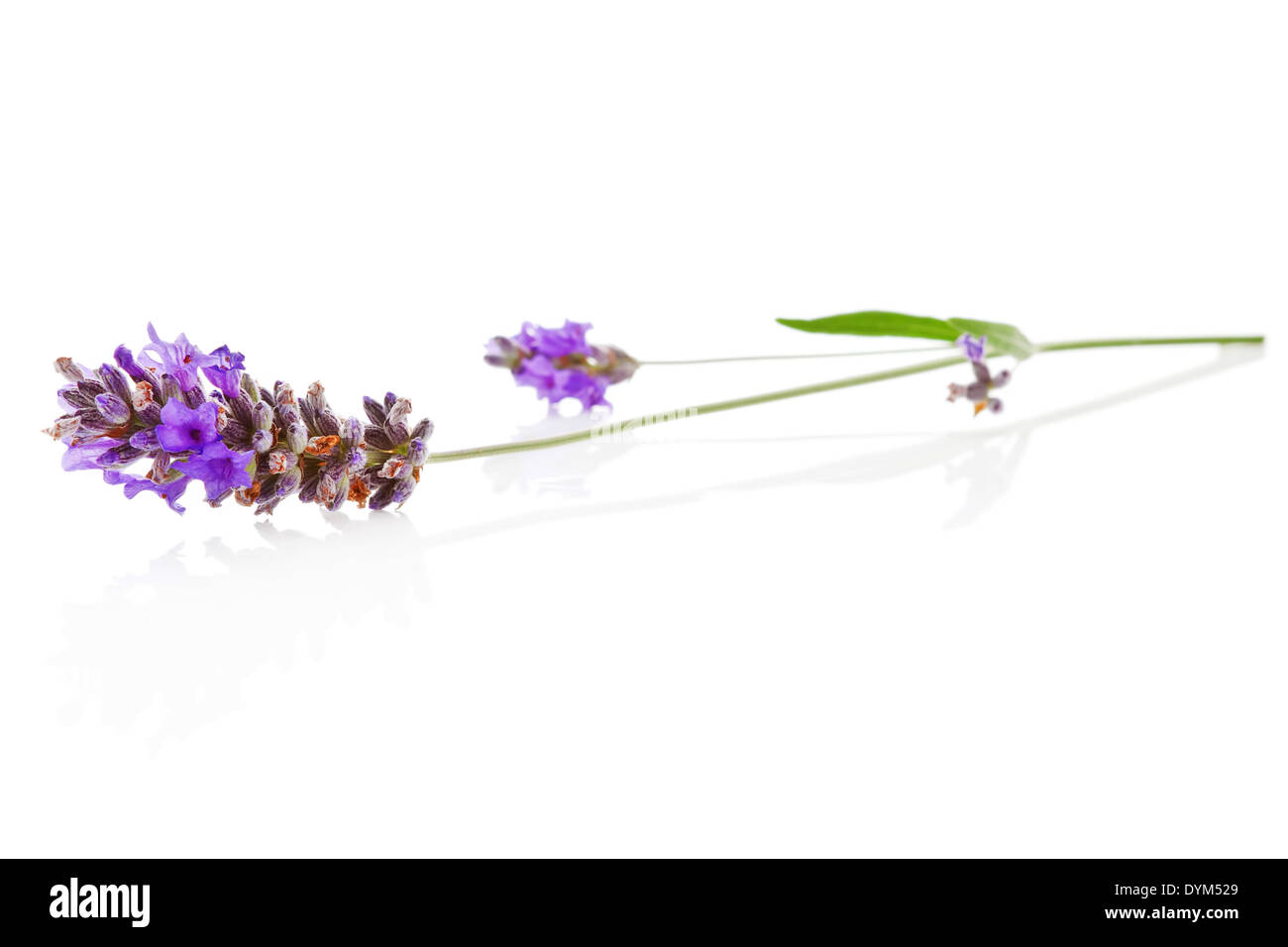 Single lavender blossom isolated on white background. Aromatic herb ...