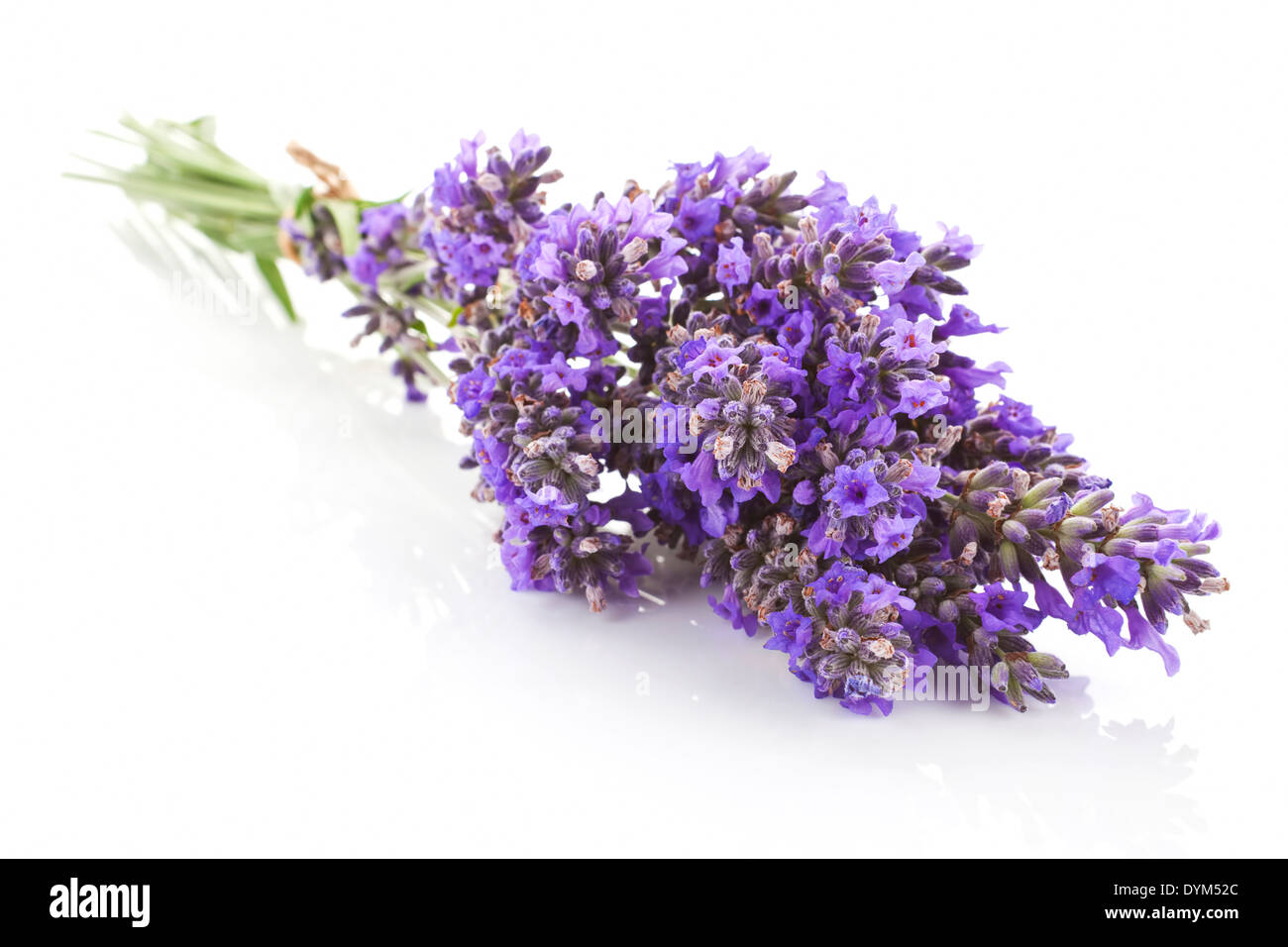 Lavender bunch bound with brown string isolated on white background ...