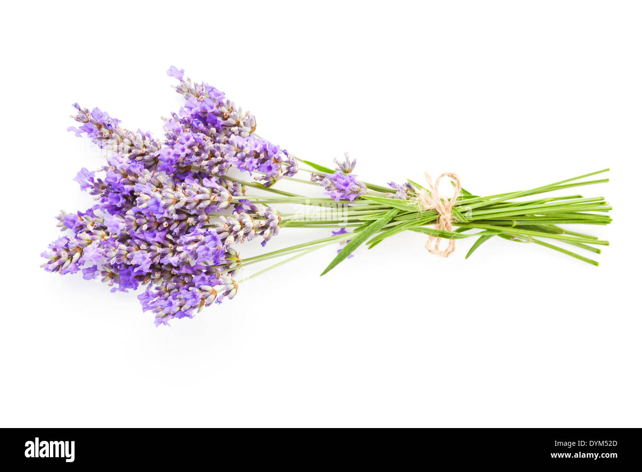 Lavender bunch bound with brown string isolated on white background ...