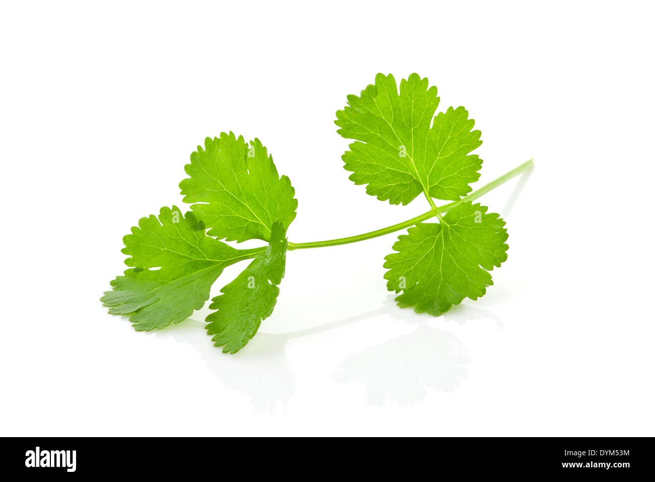 Fresh organic coriander isolated on white background. Culinary aromatic ...