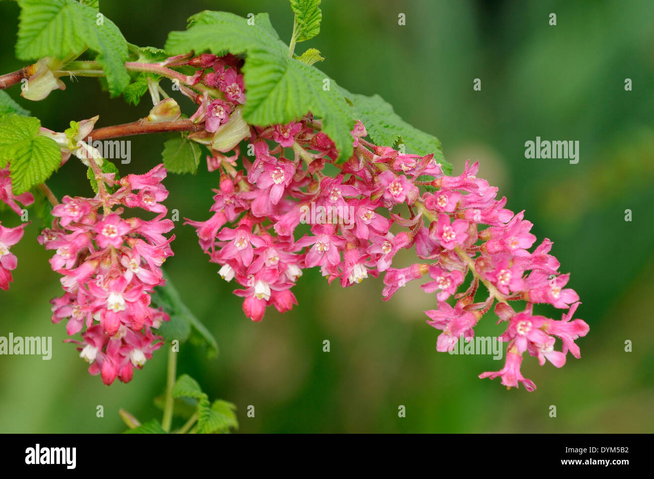 Flowering Currant - Ribes sanguineum Stock Photo - Alamy