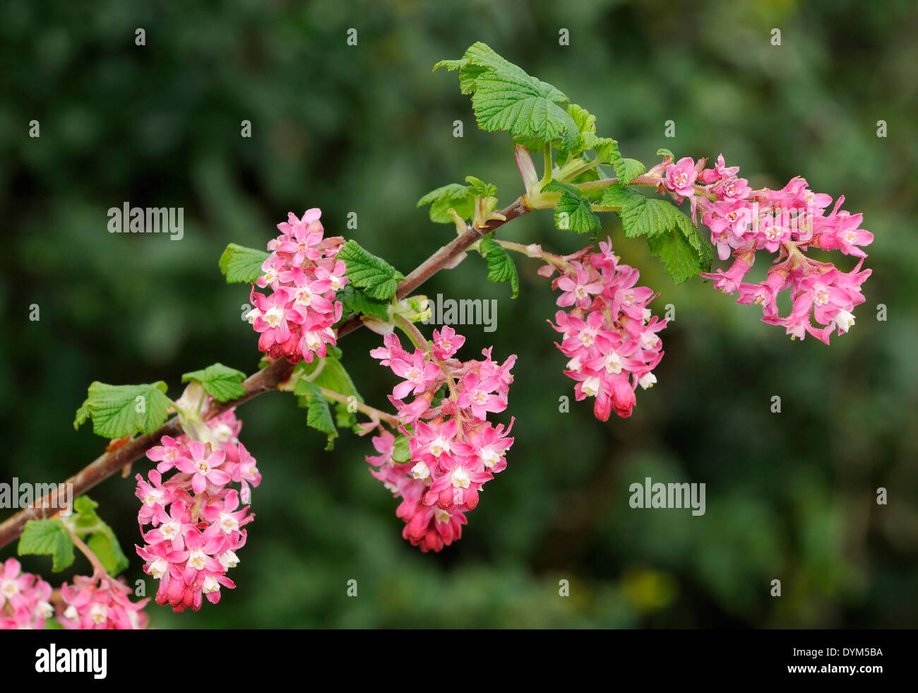 Flowering Currant - Ribes sanguineum Stock Photo - Alamy