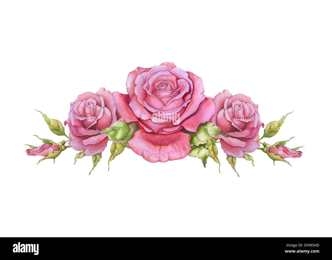 Watercolor horizontal vignette of roses on a white background Stock ...