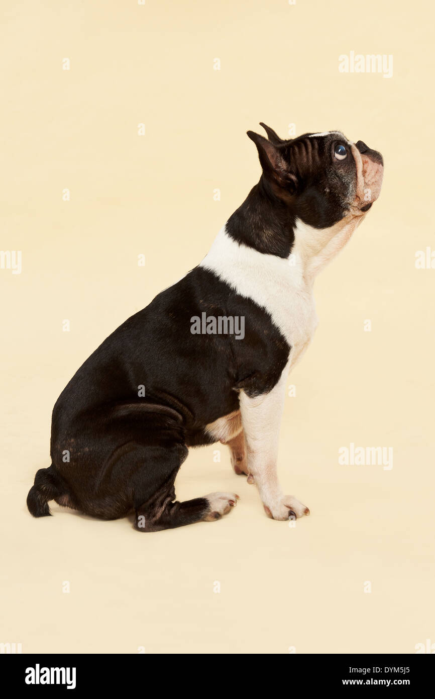 French bulldog sitting isolated on neutral background. Side view Stock ...