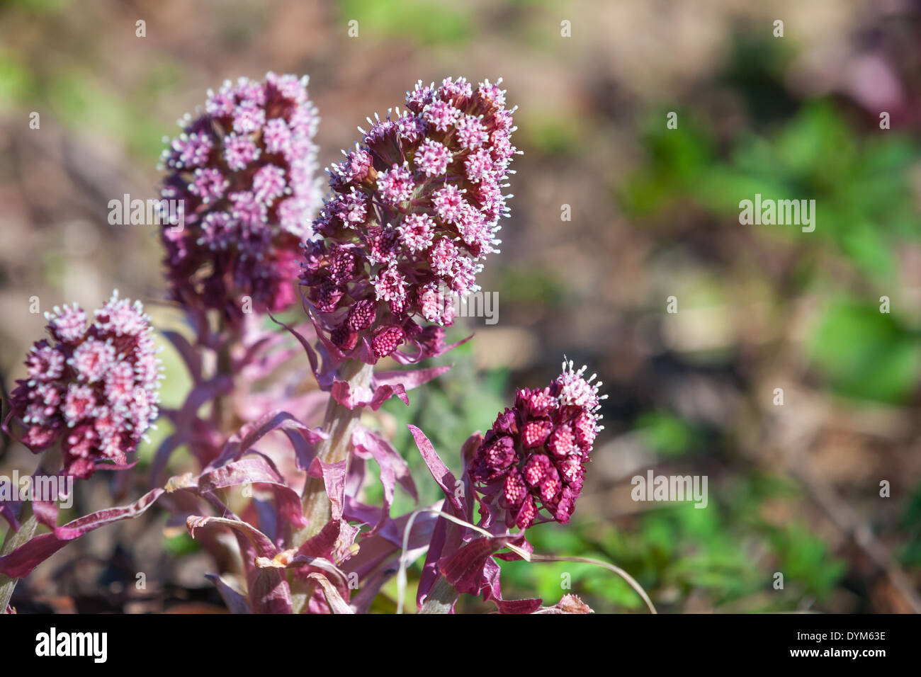 Spring forest flowers hi-res stock photography and images - Alamy