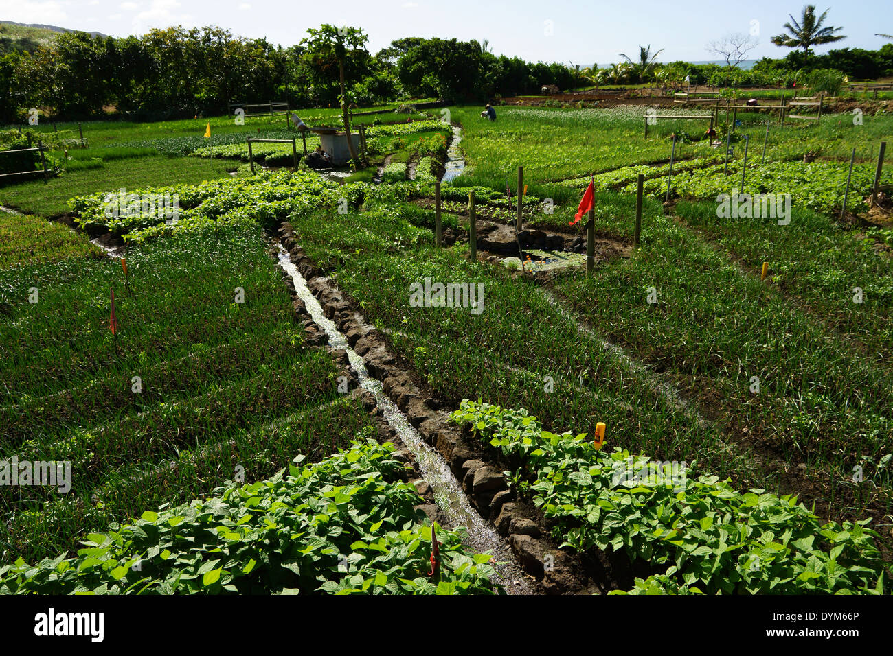Vegetable garden near Bambous Virieux, east coast Island Mauritius ...