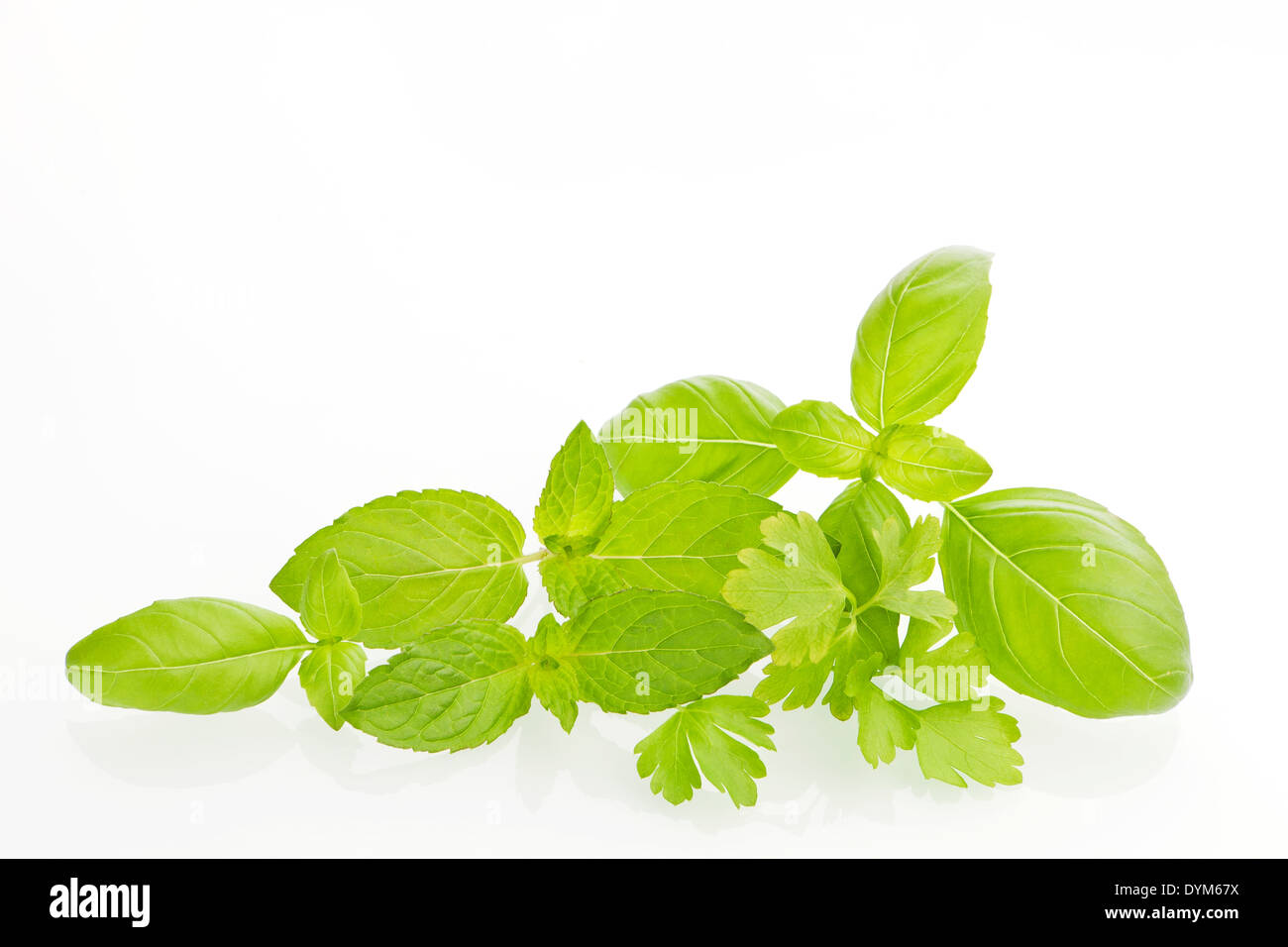 Culinary aromatic herbs collection isolated on white background. Mint ...