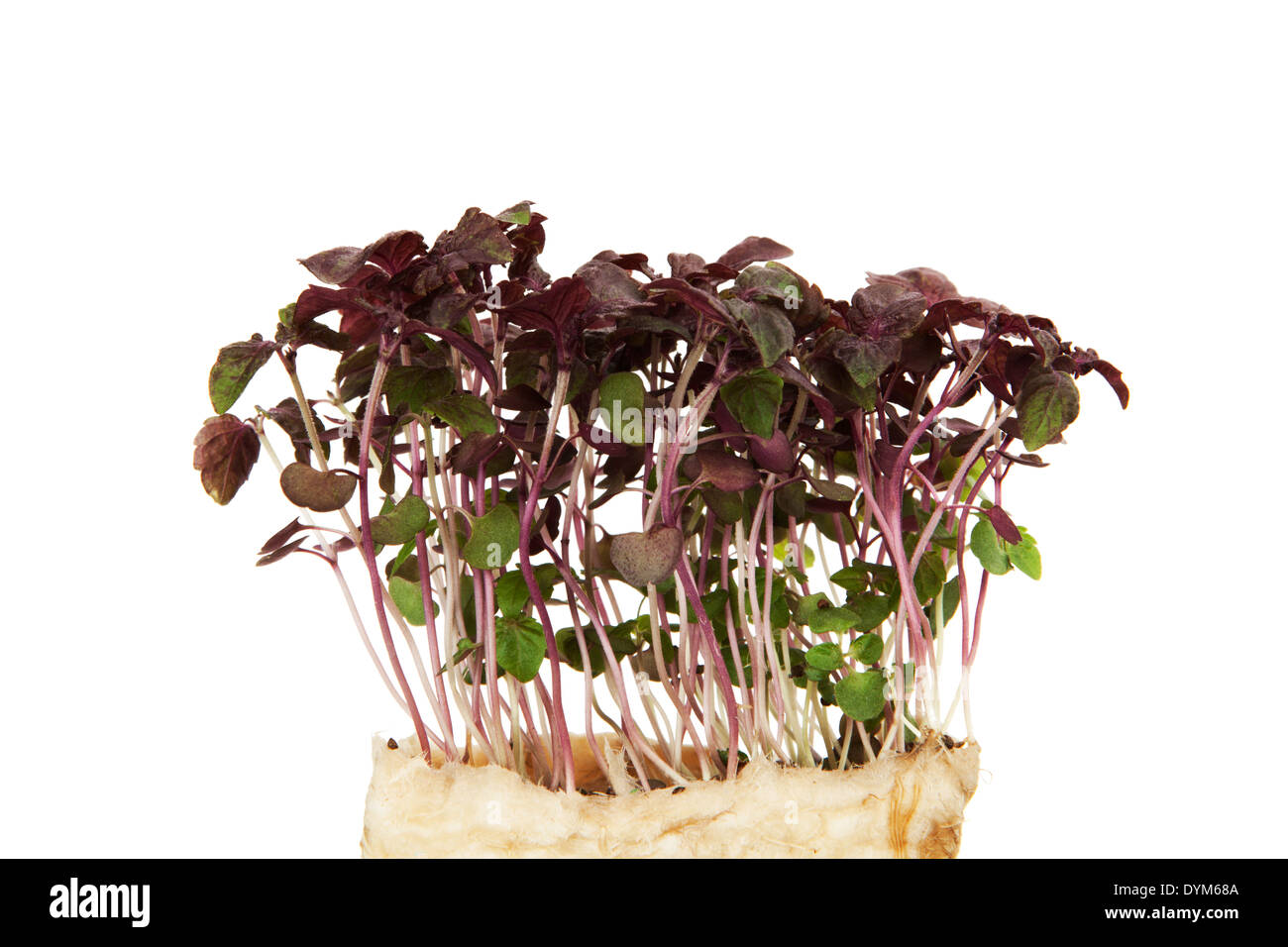 Fresh alfalfa sprouts isolated against white background Stock Photo - Alamy