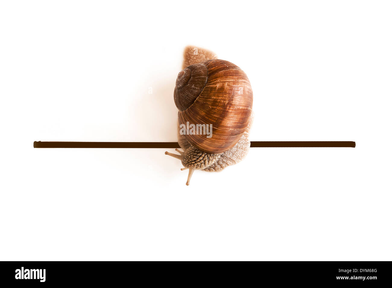 Cute snail going over the finish line Stock Photo - Alamy