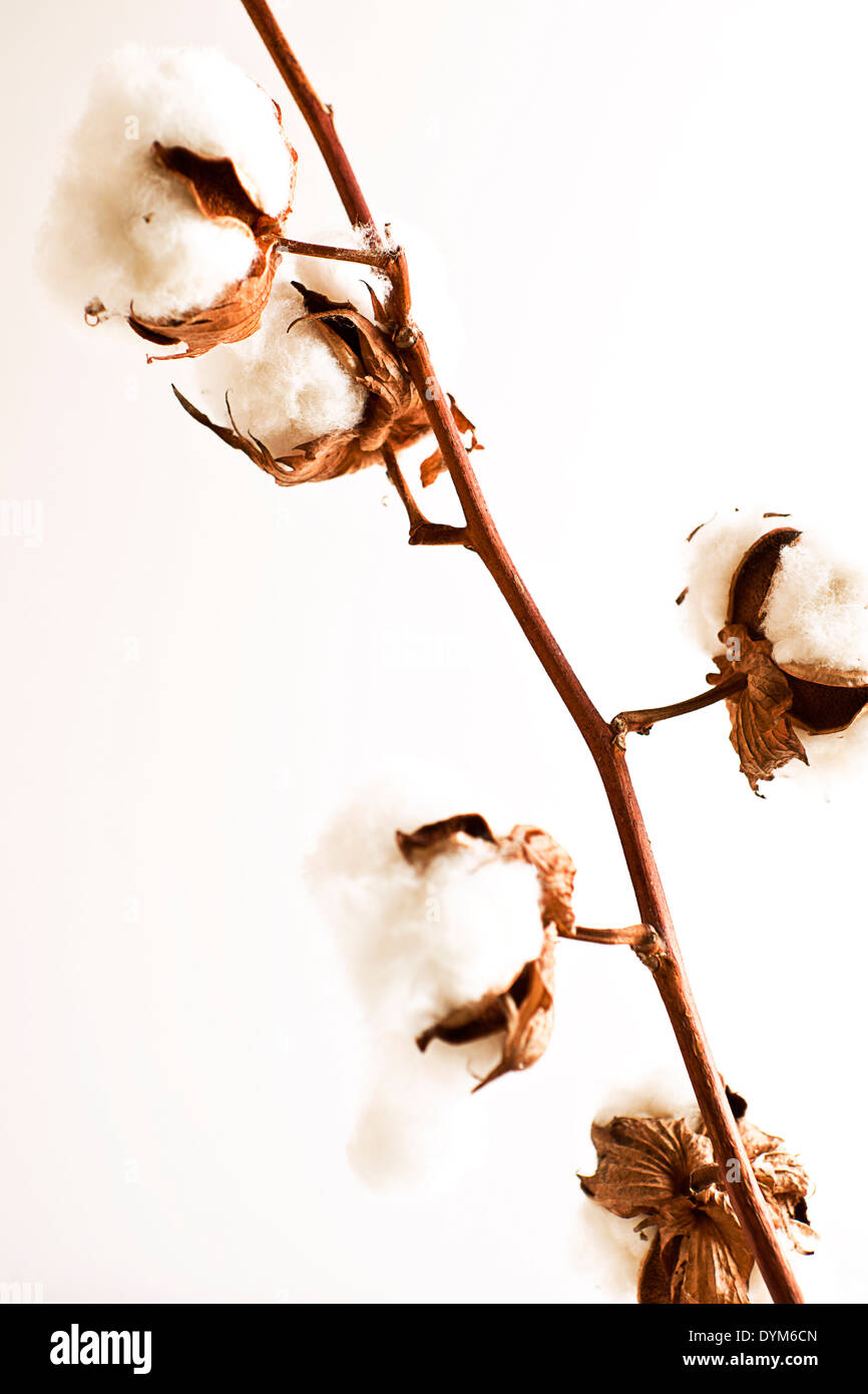 Stem of ripe cotton on white background Stock Photo - Alamy