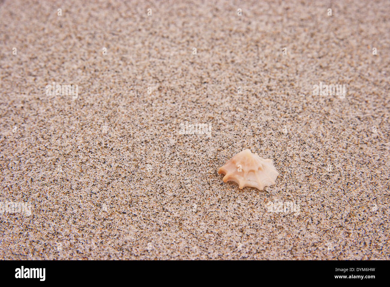 Seashell in white sand. Summer holiday background Stock Photo - Alamy